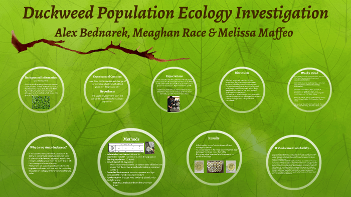 Duckweed Population Ecology Investigation by Melissa Maffeo on Prezi
