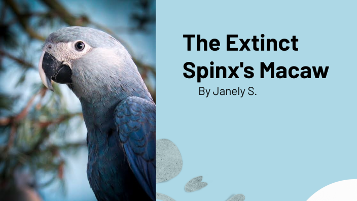 The Spix's Macaw by Student Janely Juarez Sanchez on Prezi