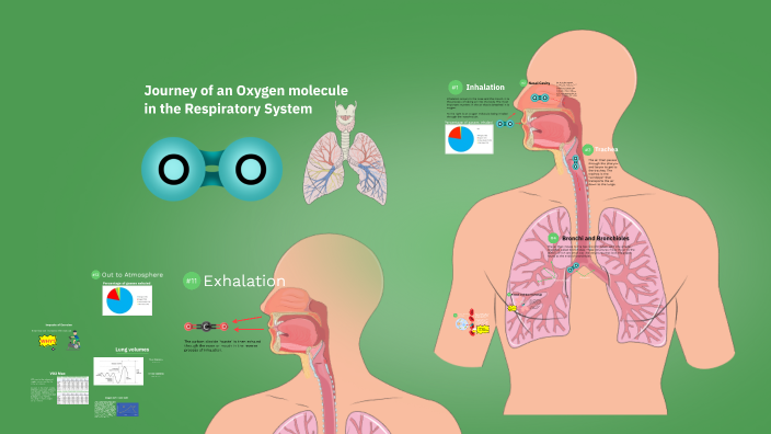 Journey of Oxygen in the Respiratory System by Austin Williams on Prezi