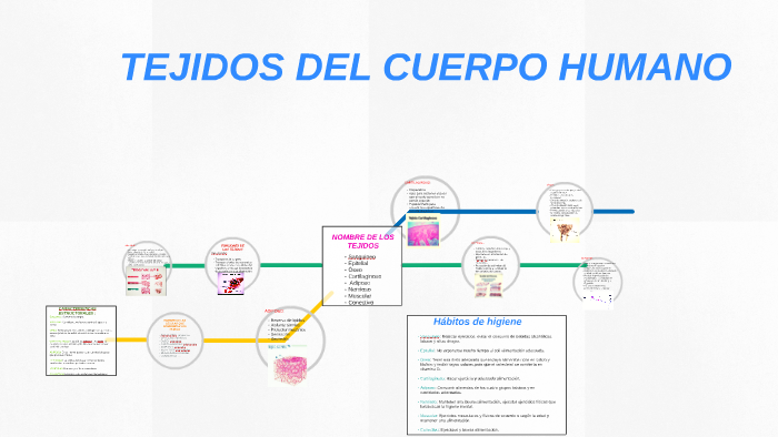 TEJIDOS DEL CUERPO HUMANO by Rebeca Cespedes on Prezi