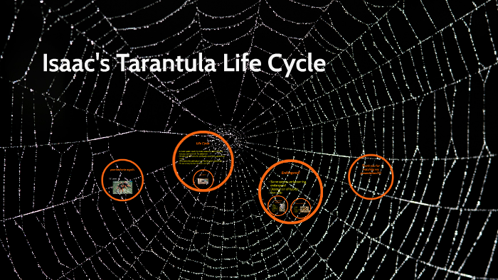 Isaac's Tarantula Life Cycle by Christine Williams on Prezi