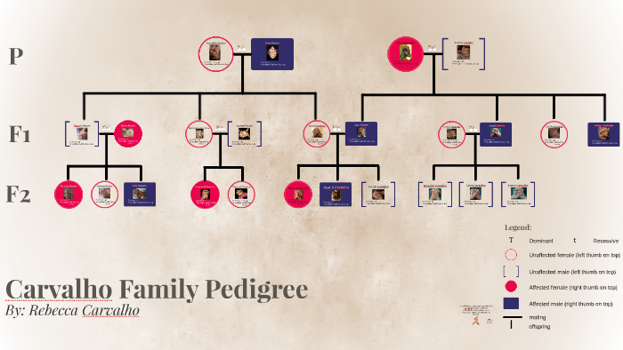 Carvalho Family Pedigree by Rebecca C on Prezi