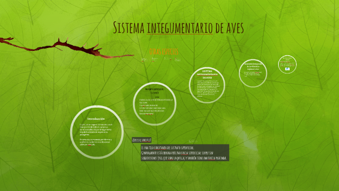 Sistema integumentario de aves by Mónica Ortiz on Prezi