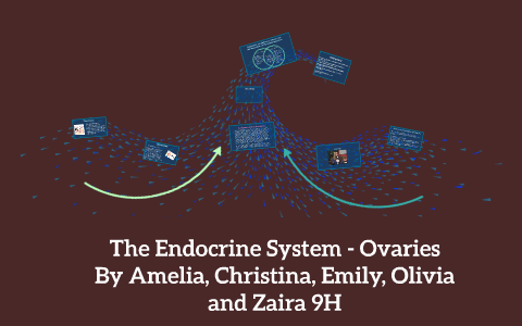 The Endocrine System - Ovaries by Amelia D on Prezi