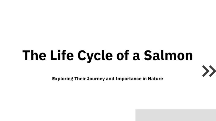 The Life Cycle of a Salmon by Jill Halley on Prezi