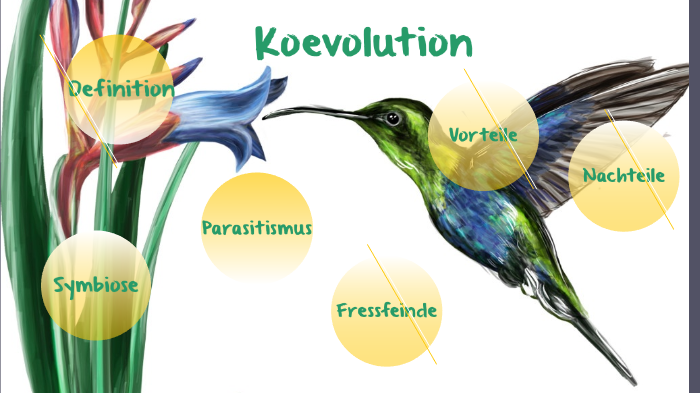 Koevolution by Hannah Hoffmann on Prezi
