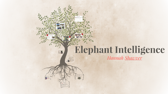 Elephant Intelligence by Hannah Shawver on Prezi