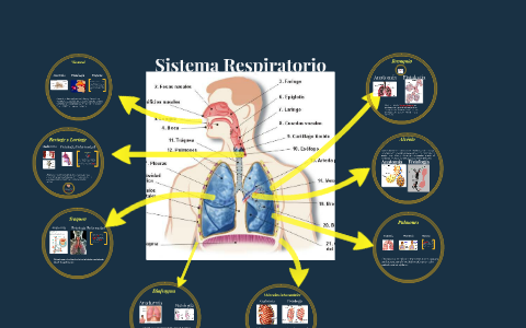Sistema Respiratorio by Alberto Mirazo on Prezi