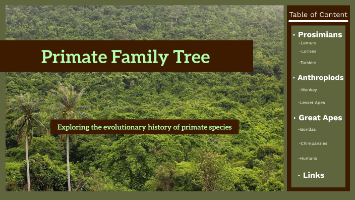 Primate Family Tree by Havana S on Prezi