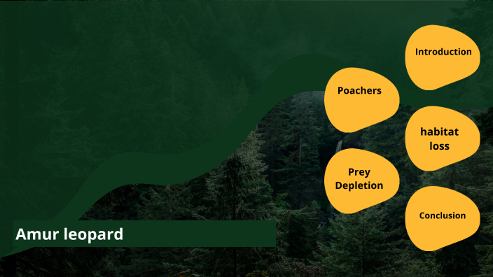 Amur leopard by Audrey Roach on Prezi