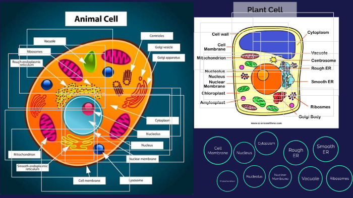 6th Grade Science Cells by Christy Martin on Prezi