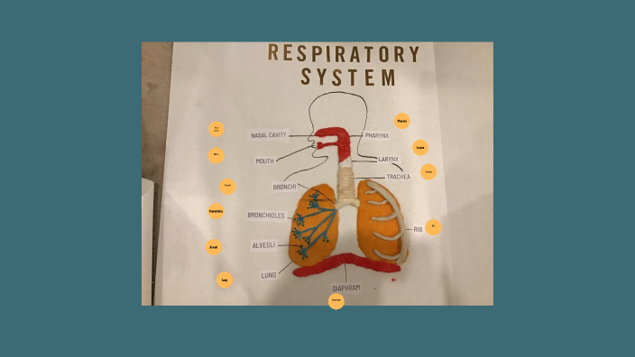 Respiratory System Visual Aid by Varshini Kommareddy on Prezi