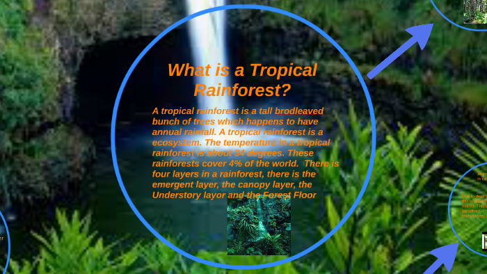 Rainforets in the world. by George Panopoulos on Prezi