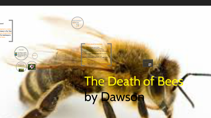 death of bees Dawson by Frank Ford on Prezi