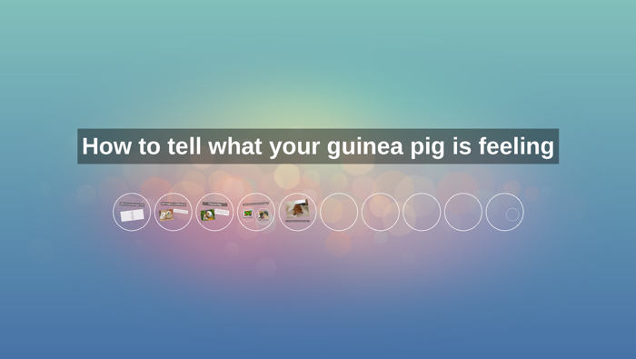 How to tell what your guinea pig is feeling by Poppy Warman on Prezi