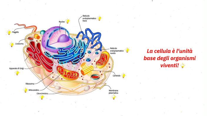 La cellula eucariote animale by Pierluigi Candia on Prezi