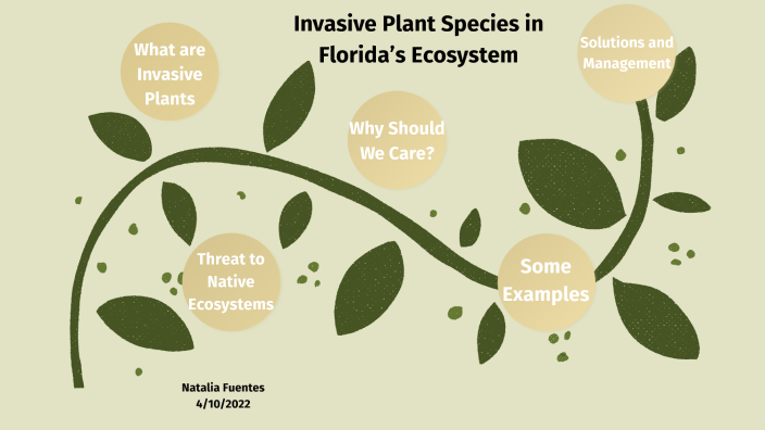 Invasive Plant Species in Florida’s Ecosystem by na_na_nasha on Prezi