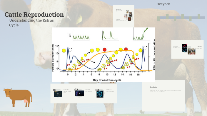 Cattle Reproduction by Zoe Shepherd on Prezi