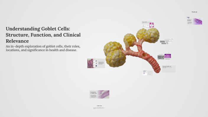Understanding Goblet Cells: Structure, Function, and Clinical Relevance ...
