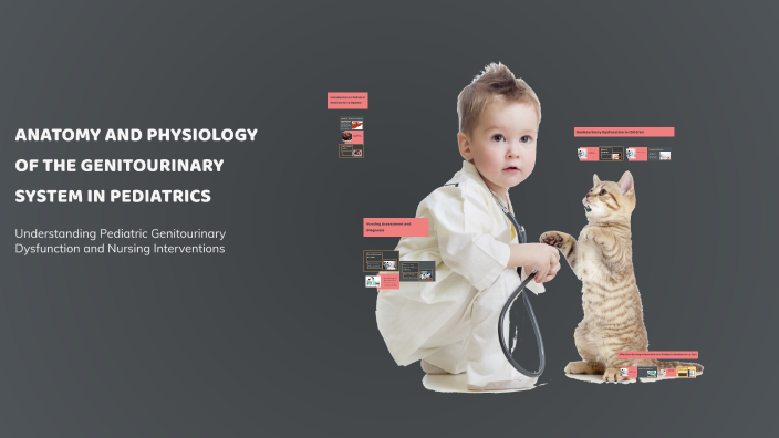 ANATOMY AND PHYSIOLOGY OF THE GENITOURINARY SYSTEM IN PEDIATRICS by ...