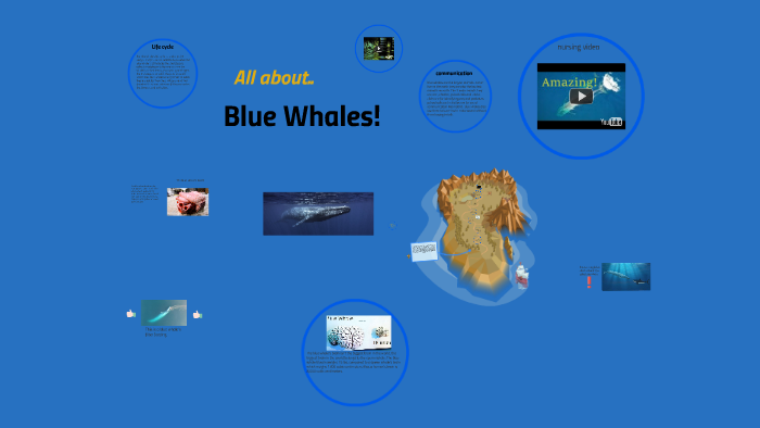 blue whale project by Sally on Prezi