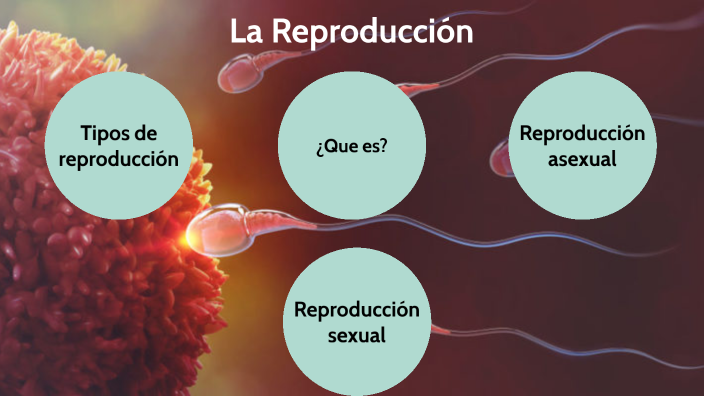 Reproduccion by Francisco Niño Sarmiento on Prezi