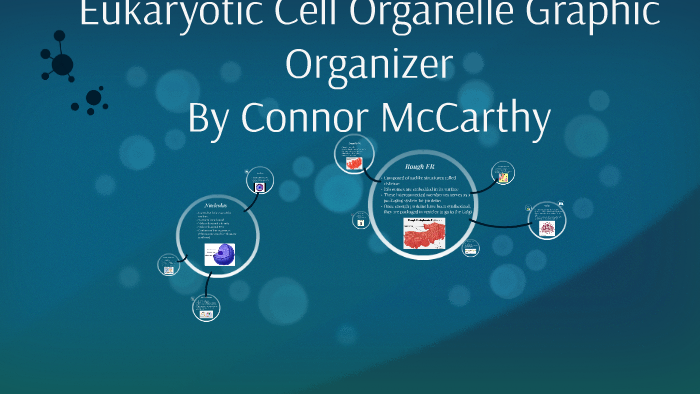 Eukaryotic Cell Organelle Graphic Organizer by Connor McCarthy on Prezi