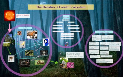 The Deciduous Forest Ecosystem by Krystabella Quiroz