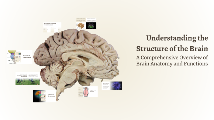 Understanding the Structure of the Brain by Tintu Santhosh on Prezi