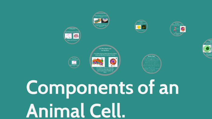 Components of an Animal Cell. by Jesse Phillips on Prezi