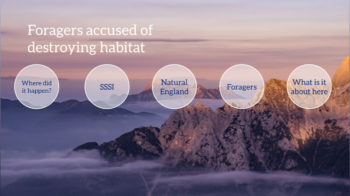 Foragers accused of destroying habitat by Simon Gallmann on Prezi