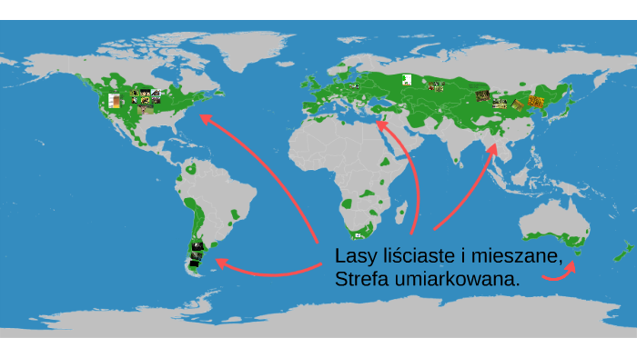 Lasy lisciaste i mieszane by Aleksandra Reiff on Prezi