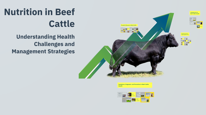 Nutrition in Beef Cattle by Jane Goodwill on Prezi
