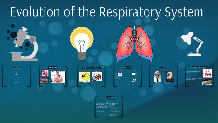 Evolution of the Respiratory System by Maria Puscas on Prezi