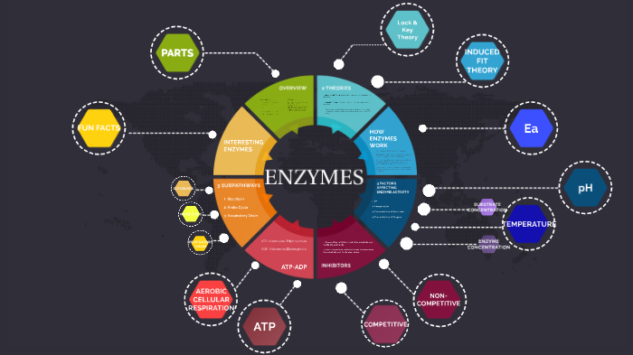 Enzymes Mind Map by Avneet Gujar on Prezi