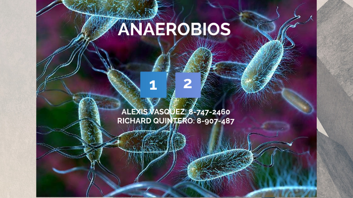 ANAEROBIOS by Richard Quintero on Prezi