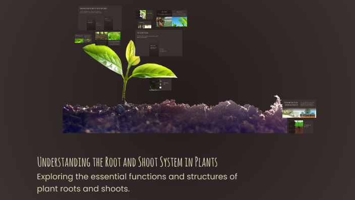 Understanding the Root and Shoot System in Plants by Ella Jhane Mercado ...