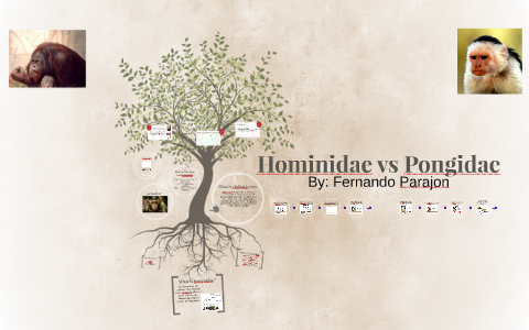 Hominidae vs Pongidae by Genevy Lima on Prezi