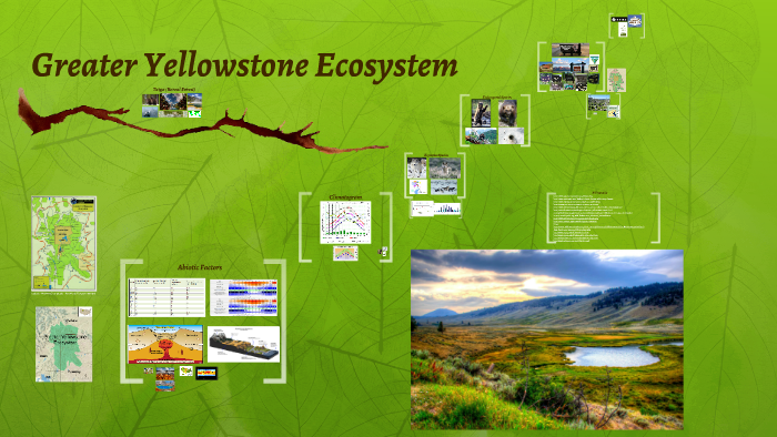 Greater Yellowstone Ecosystem by Allison Purdy on Prezi