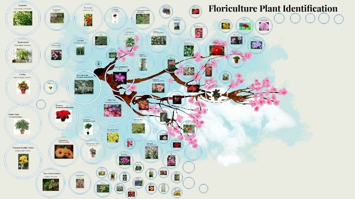 Floriculture Plant Identification by rachel logue on Prezi
