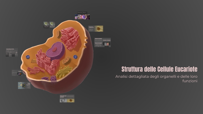 Struttura delle Cellule Eucariote by Vincenzo Arrivoli on Prezi