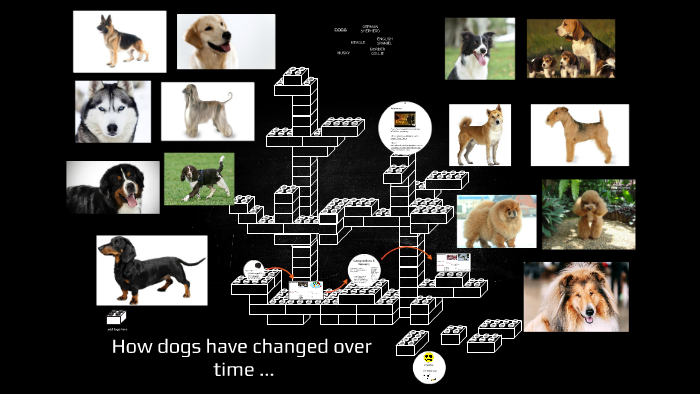 How dogs have changed over time by quinn seet on Prezi