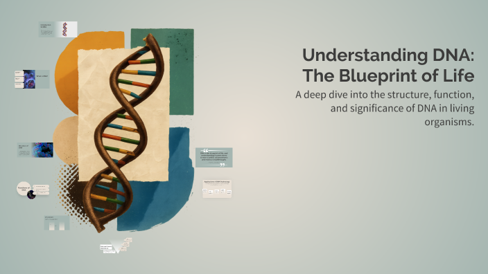 Understanding DNA: The Blueprint of Life by Энхжин Гантүвшин on Prezi