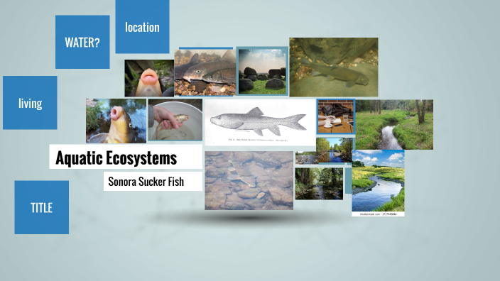 Sonora Sucker Fish by Paityn Pankiw on Prezi