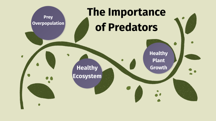The Importance of Predators by Wild Minds on Prezi