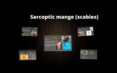 Sarcoptic mange (scabies) by Megan Gerbensky on Prezi