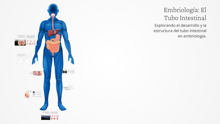 Embriología: El Tubo Intestinal by Headdy Herrera on Prezi