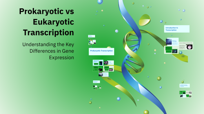 Prokaryotic vs Eukaryotic Transcription by Julietta Emmolo on Prezi