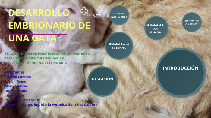 DESARROLLO EMBRIONARIO DE UN FELIS CATUS by esthela carrera guaman on Prezi