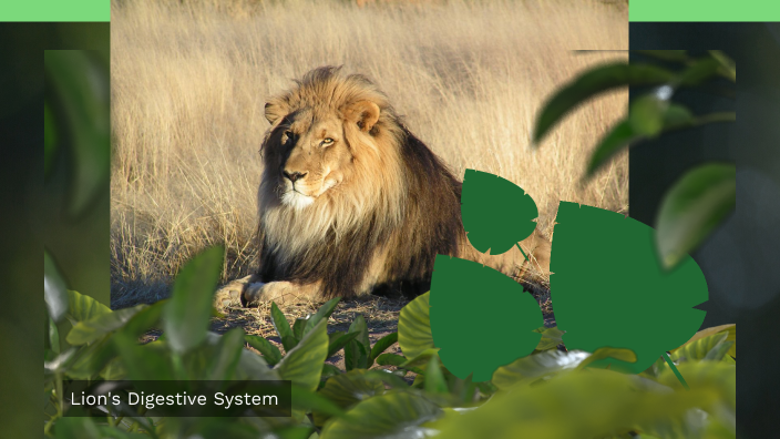 Lion's Digestive System by Alex Nani on Prezi
